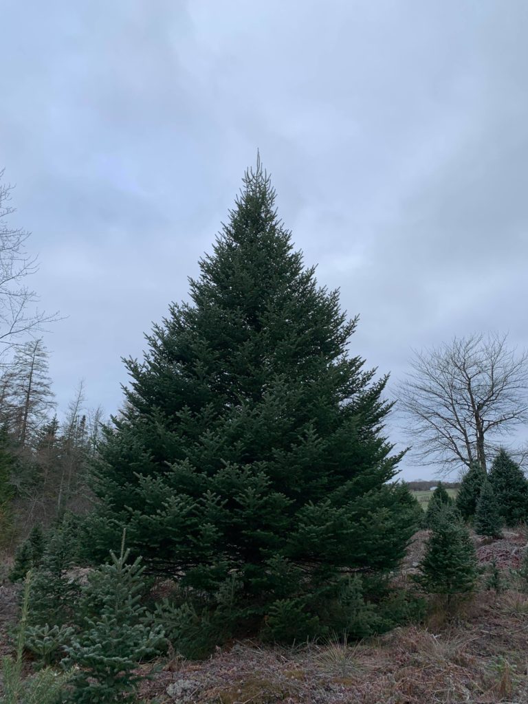 Holiday Cheer From Canada: Embassy of Canada's Annual Holiday Tree ...