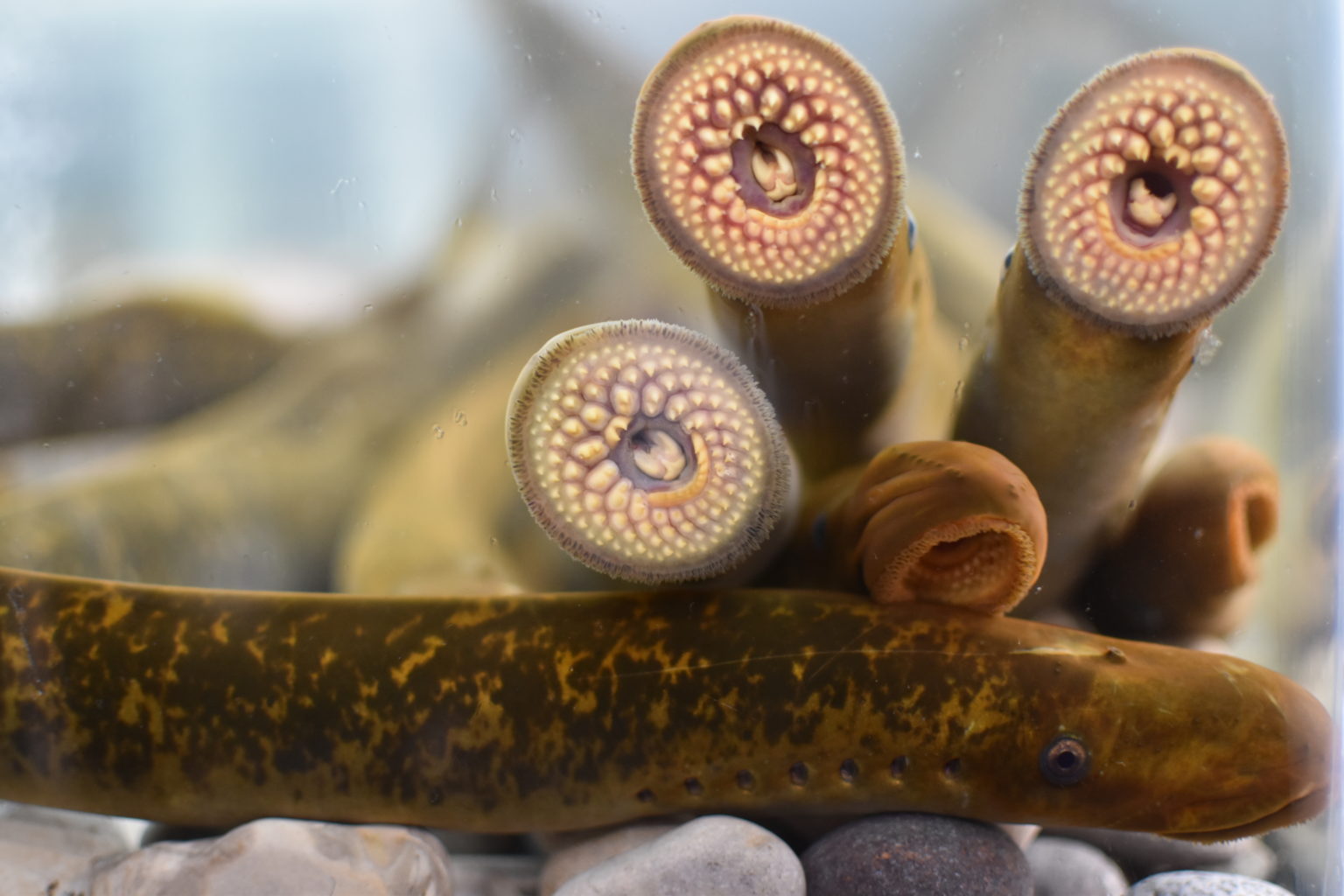 Nice try, Sea Lamprey! Canada and the U.S. Team Up to Keep the “Vampire ...